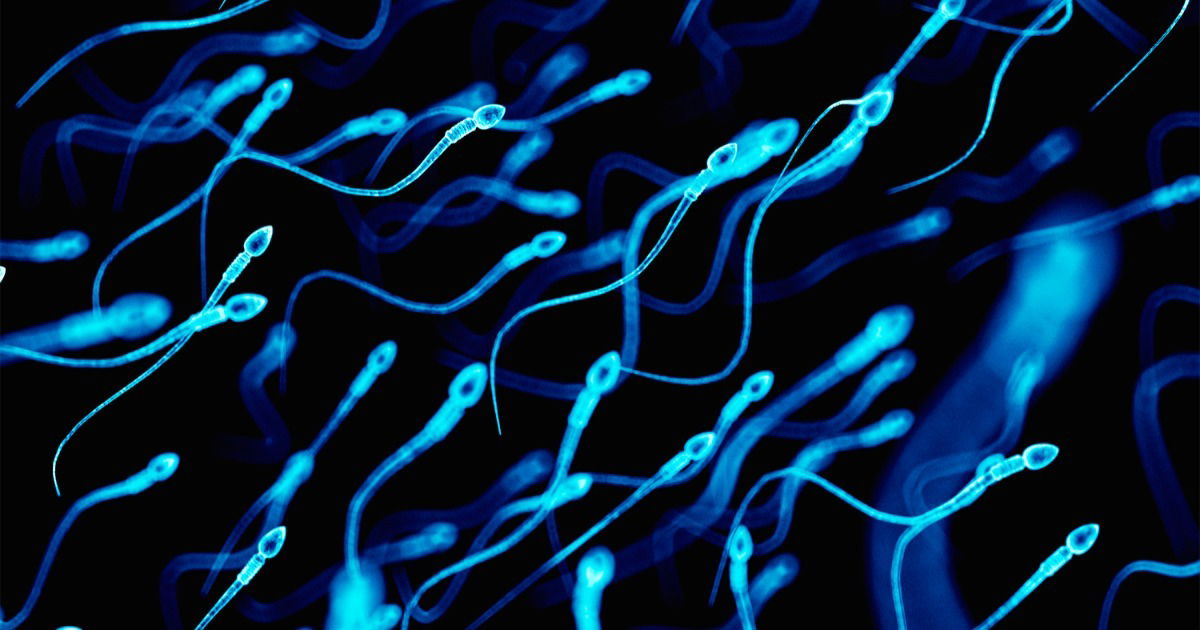 O que é Espermatozoide? - Toda Matéria