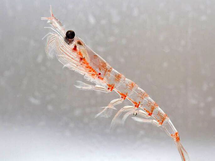 Crustáceos: o que são e suas características - Toda Matéria