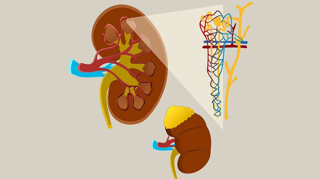 Sistema Excretor Sem Rotulo Sistema Excretor Novo | PPT