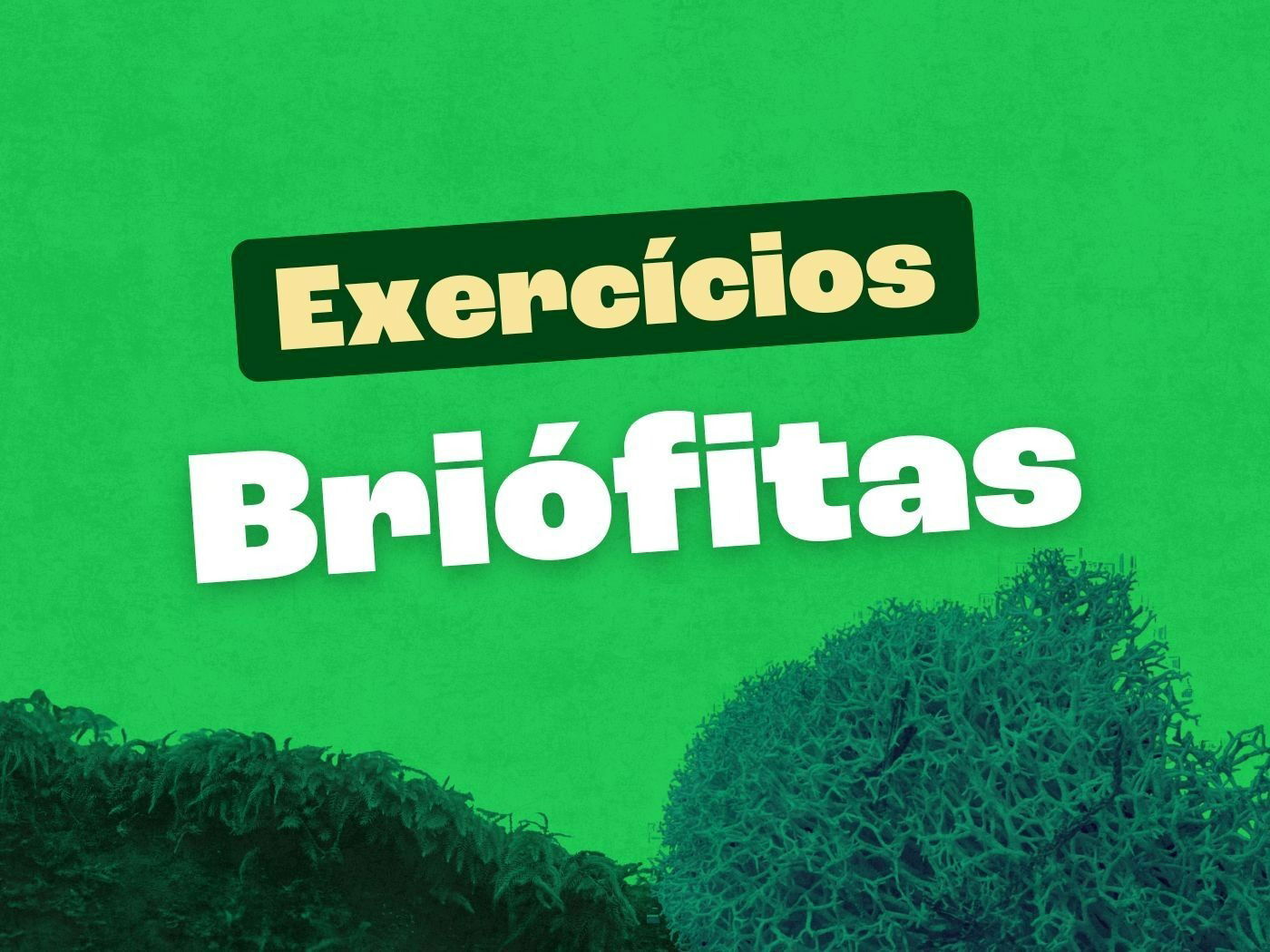 Exercício sobre briófitas (com respostas explicadas) - Toda Matéria