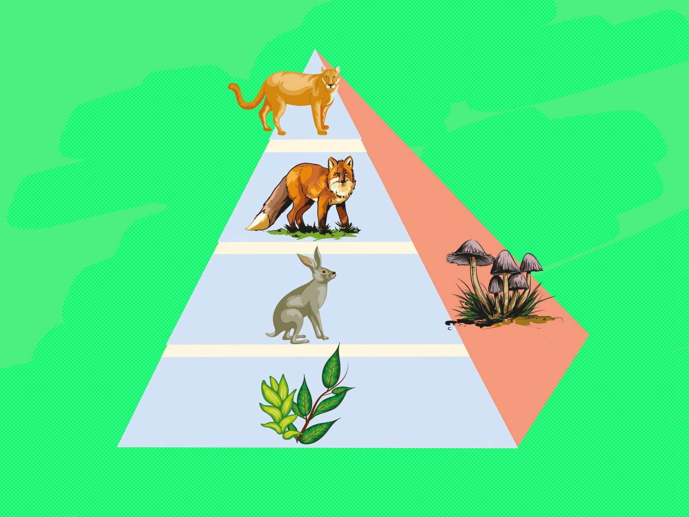 Modelo De Piramide Da Cadeia Alimentar