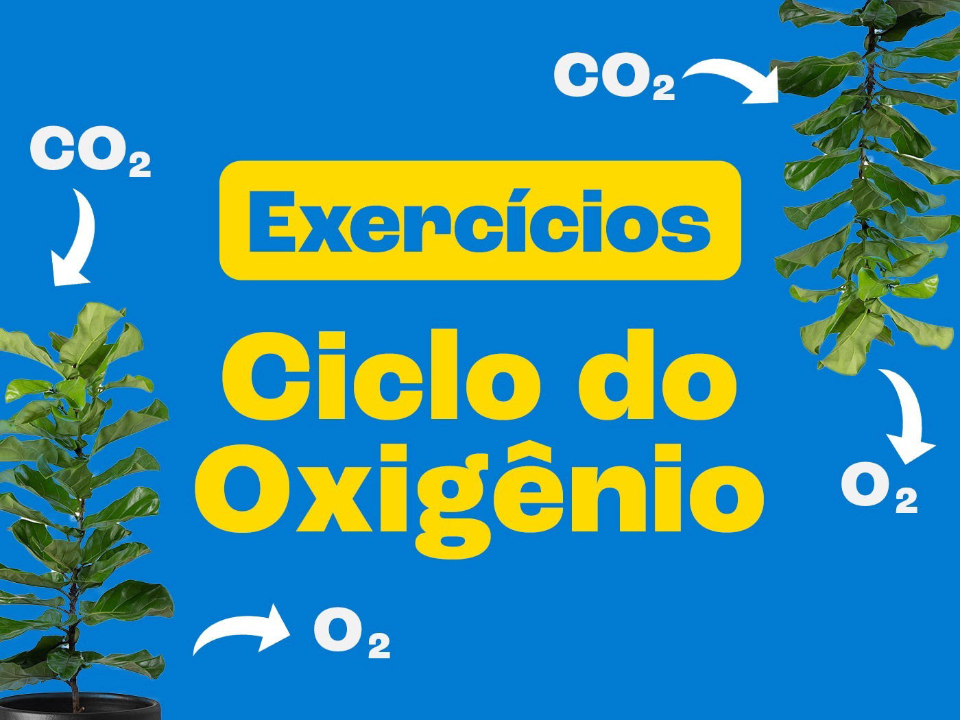 Exercícios sobre o ciclo do oxigênio (com respostas explicadas) - Toda ...