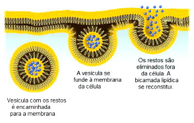 Endocitose e exocitose: o que são, tipos e diferenças - Toda Matéria