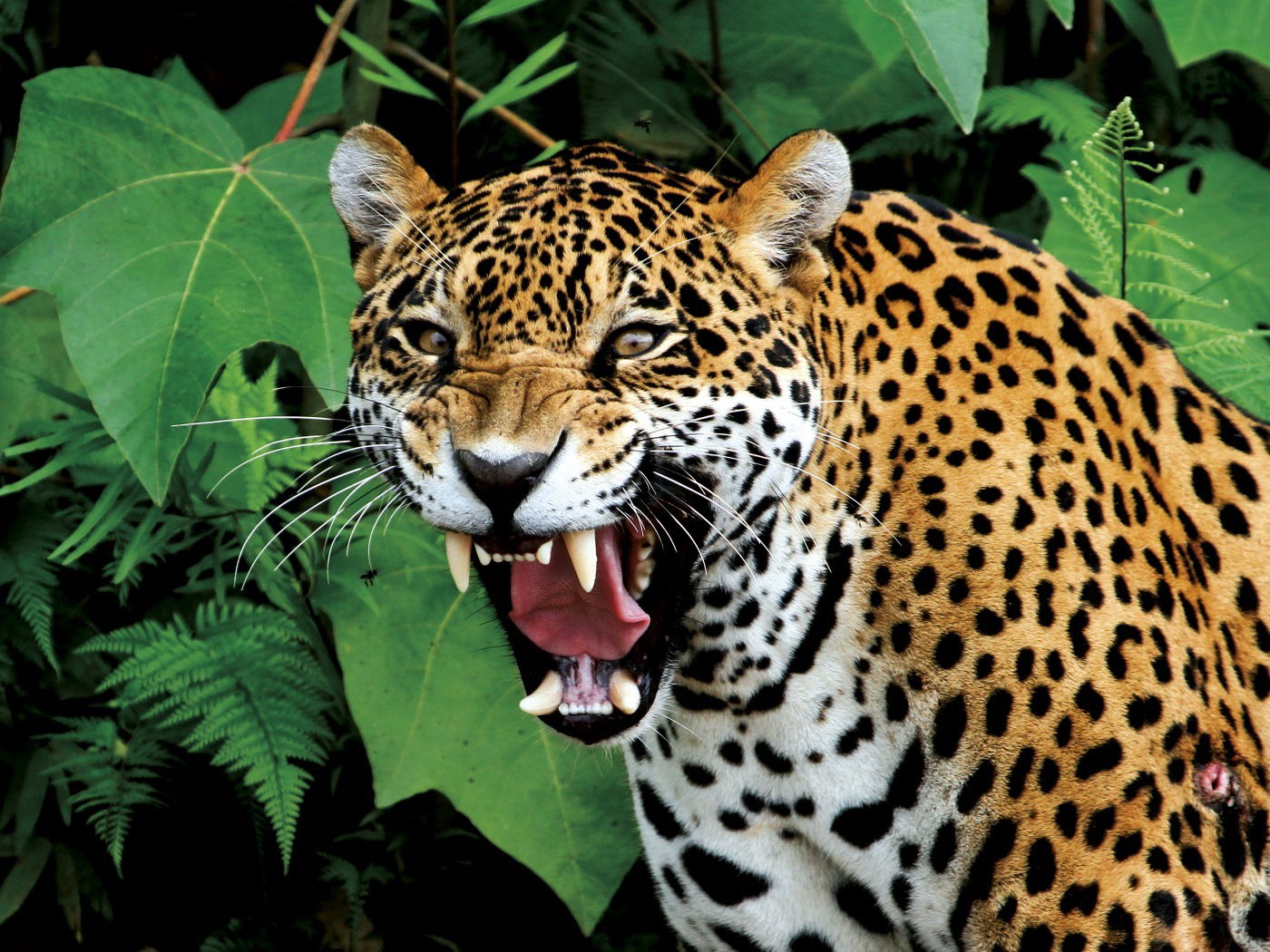 Citacoes De Nativos Americanos Sobre Animais