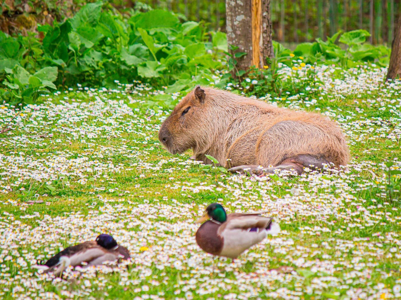 Fauna e Flora: o que é e suas características (com exemplos no Brasil ...