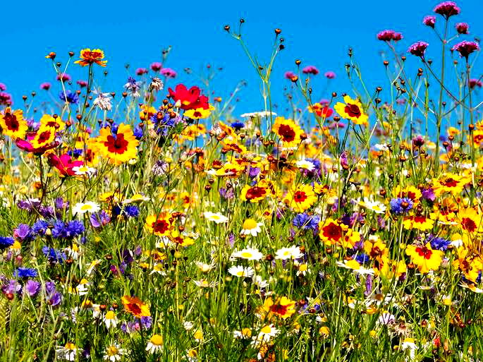 Fauna e Flora: o que é e suas características (com exemplos no Brasil ...