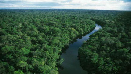 Floresta Tropical Amazonica De Trillium Branco