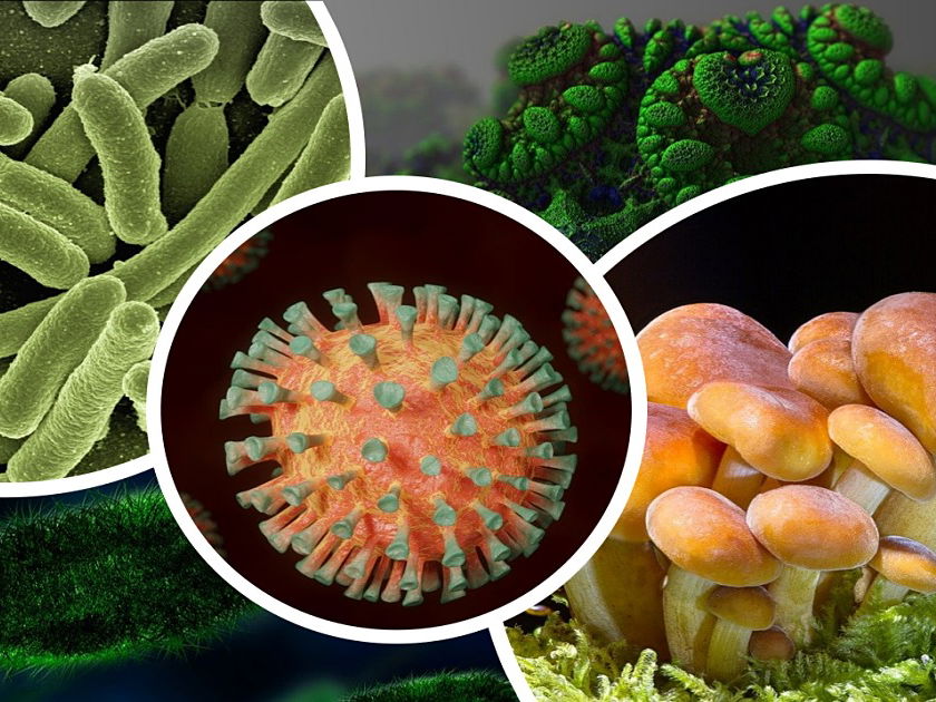 Tipos De Fungos Microscopicos