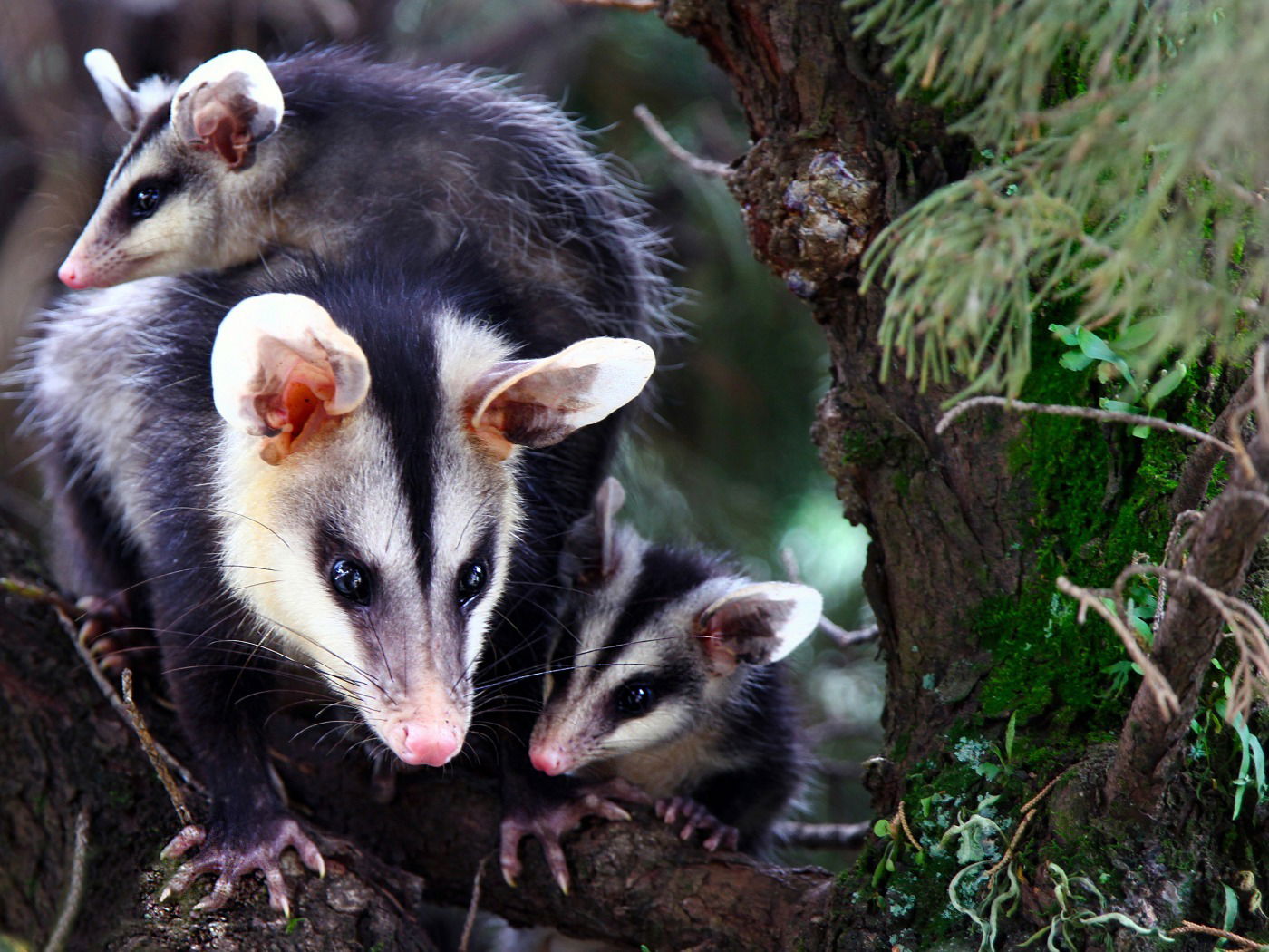 Gambás: o que são, os tipos e características das espécies - Toda Matéria