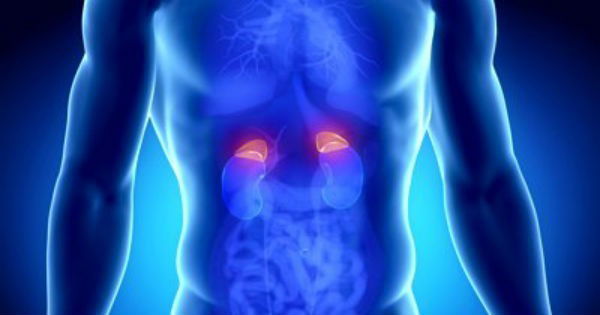 Glândulas suprarrenais: o que são, funções e anatomia - Toda Matéria