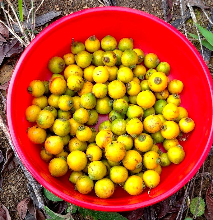 Frutas brasileiras: conheça 20 variedades e suas regiões - Toda Matéria