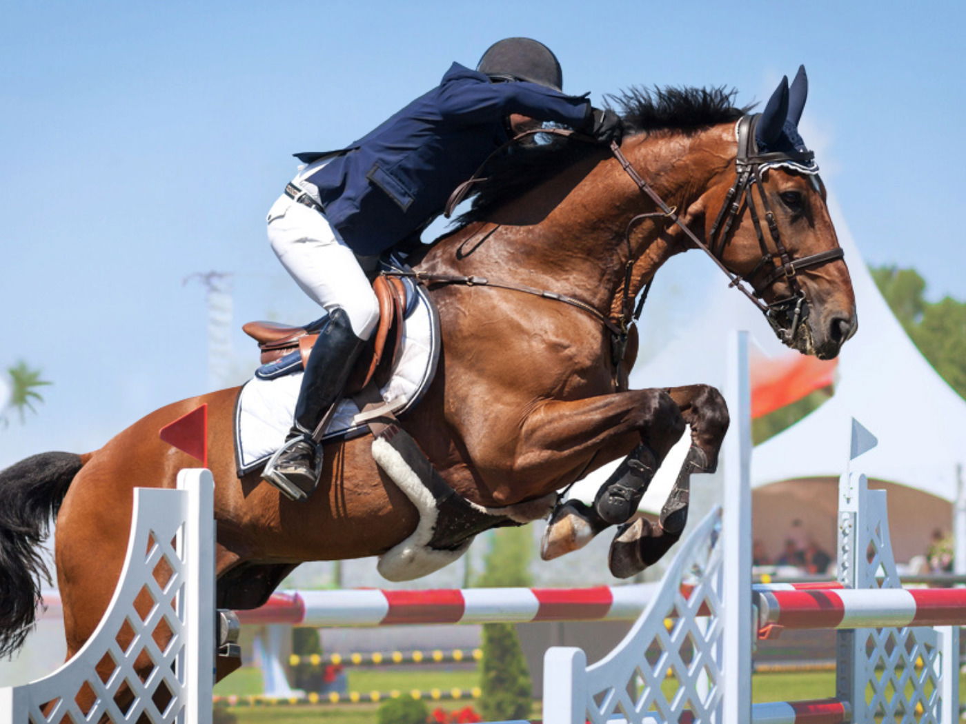 Hipismo: história e modalidades (olímpicas e não olímpicas) - Toda Matéria