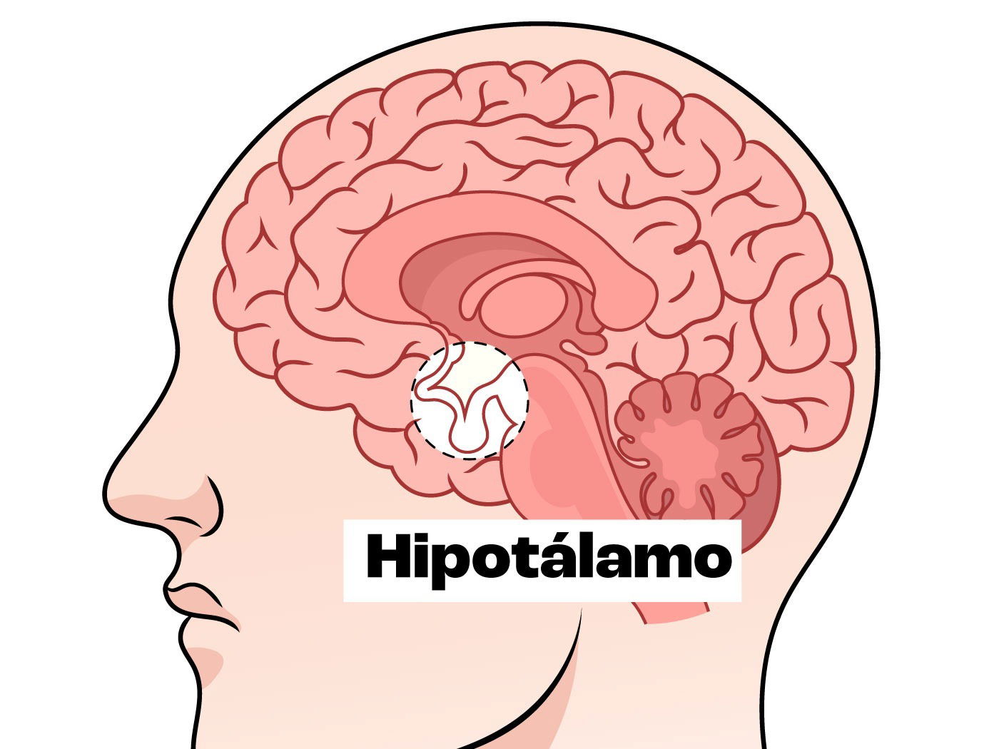 Hipotálamo: entenda o que é e suas funções - Toda Matéria