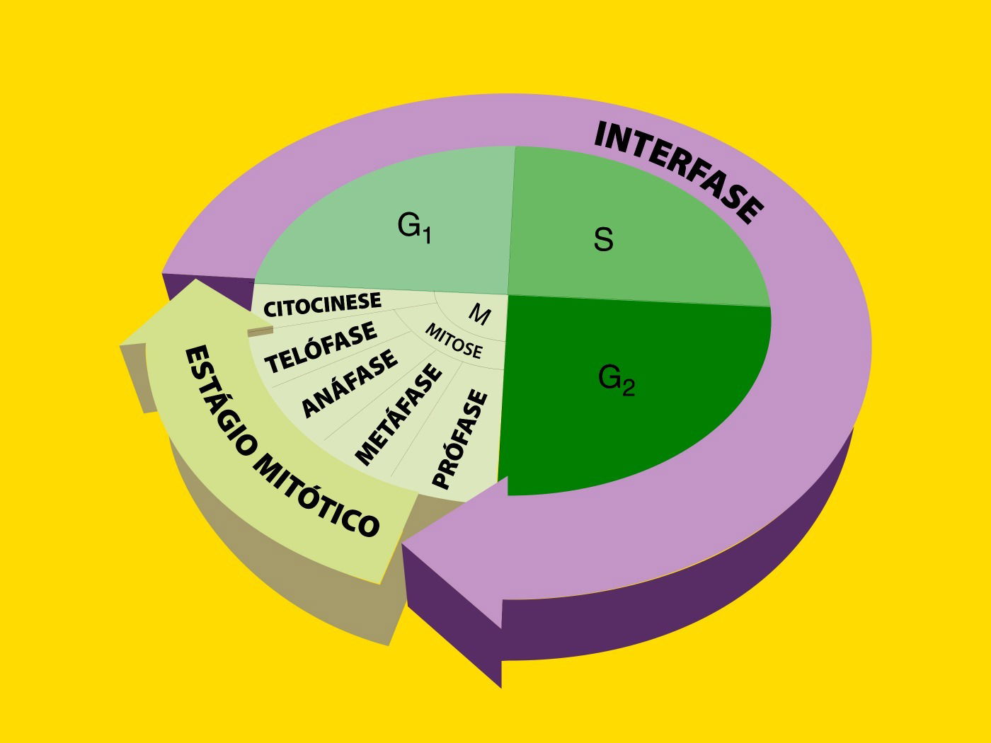Etapas De Interfase QUÍMICO: ETAPAS DE LA INTERFASE CELULAR