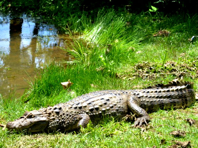 Animais da Amazônia - Toda Matéria