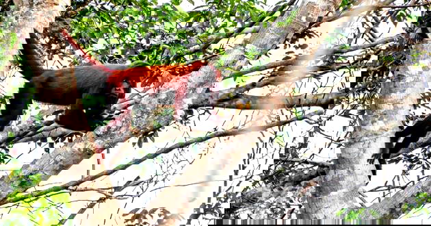 Animais da Amazônia - Toda Matéria