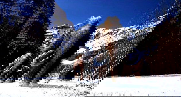 Mamute: características desse animal extinto - Toda Matéria