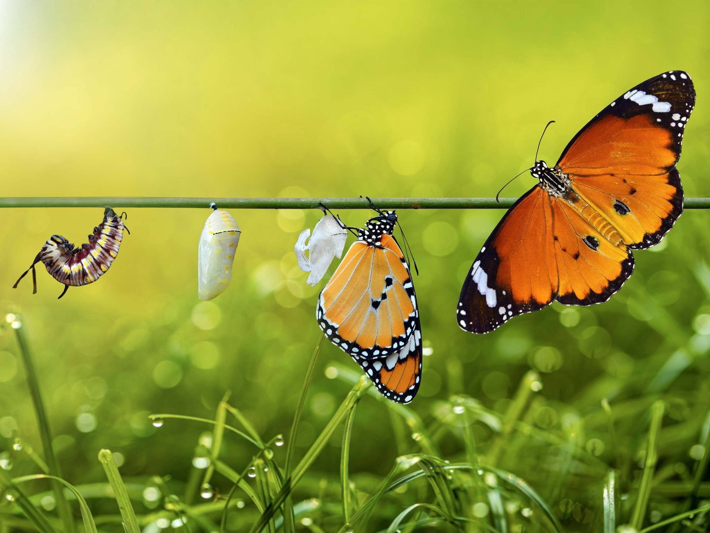 Metamorfose: entenda o que é, como funciona e exemplos nos animais ...