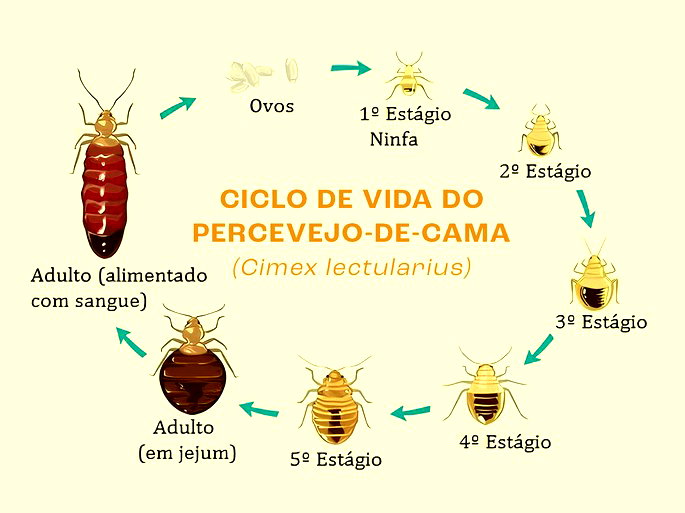 Metamorfose: entenda o que é, como funciona e exemplos nos animais ...