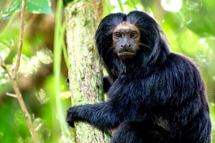 Mico-leão-dourado: entenda suas características (com imagens) - Toda ...