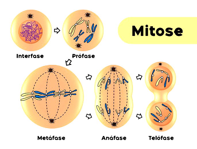 O que é interfase e as fases G1, S e G2 no ciclo celular - Toda Matéria