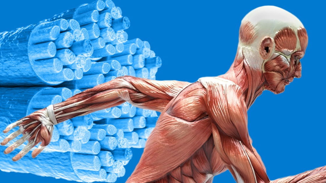 Resumo Dos Músculos Do Corpo Humano Anatomia⚡️ Descubra O Poder Do