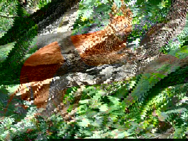 Animais da Caatinga - Toda Matéria