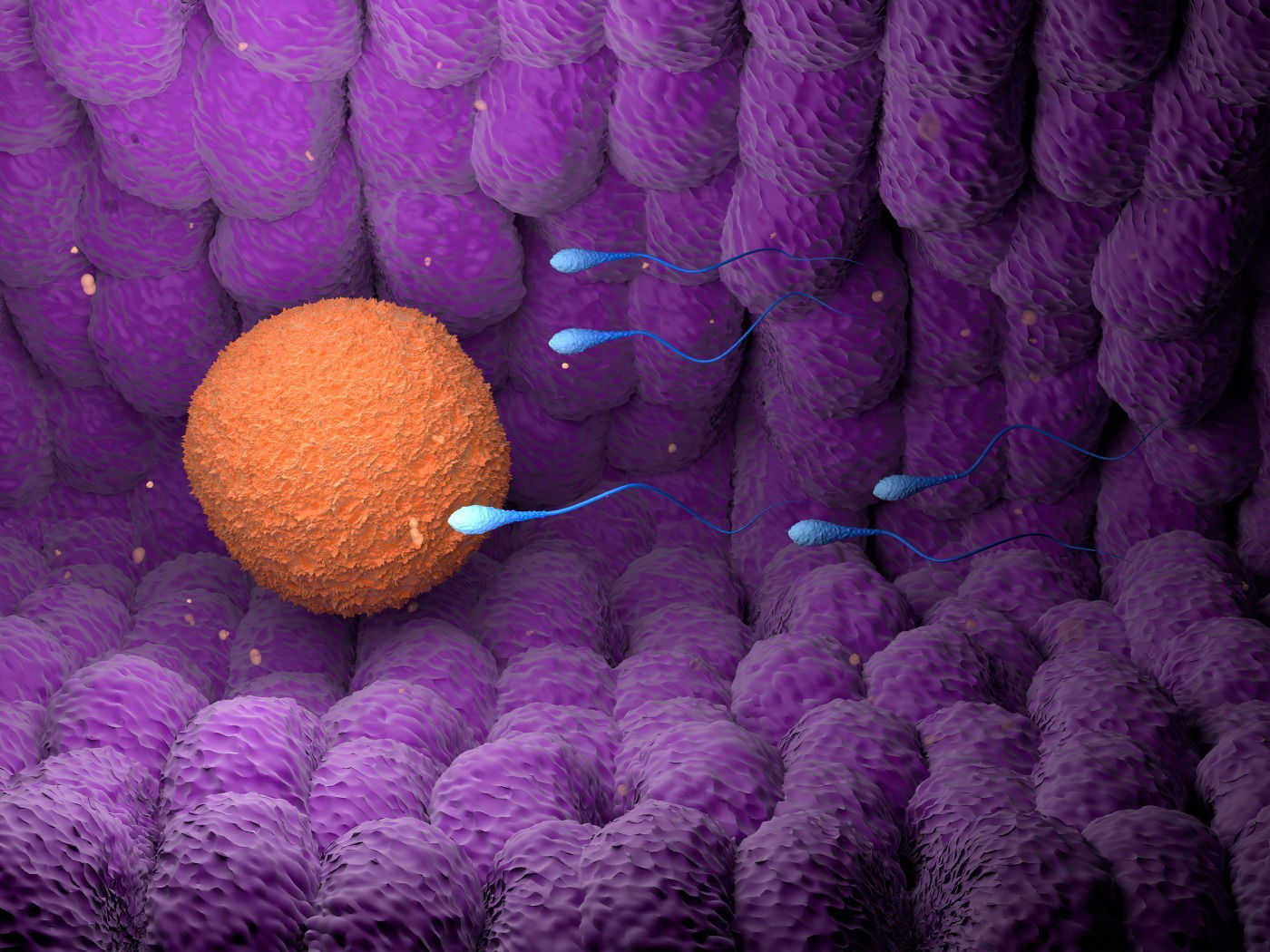 O que é Embriologia? - Toda Matéria