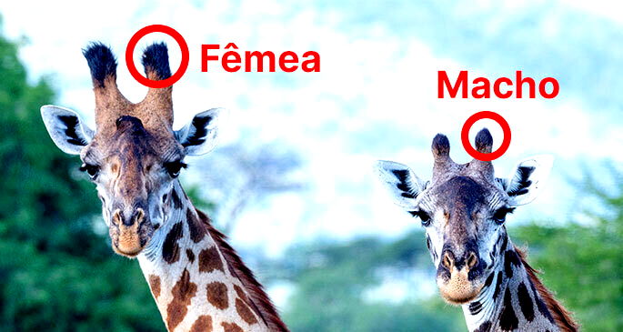 Girafa: as características, alimentação e habitat desse animal - Toda ...
