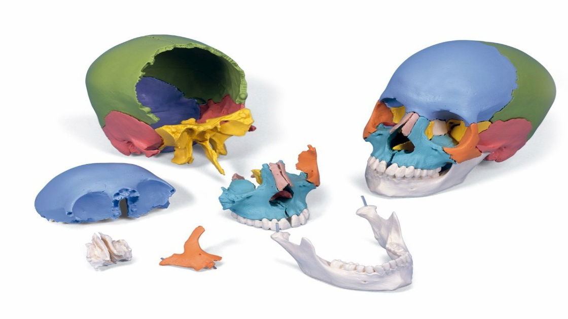 Anatomia Do Cranio Humano ANATOMIA BASICA