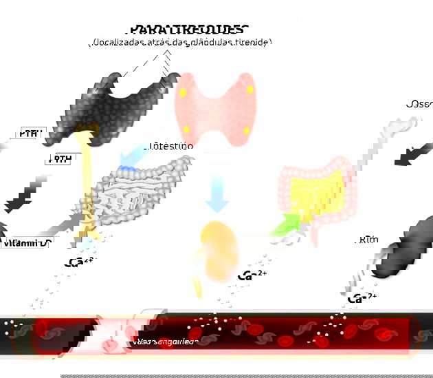 Paratireoides: anatomia, funções e doenças - Toda Matéria