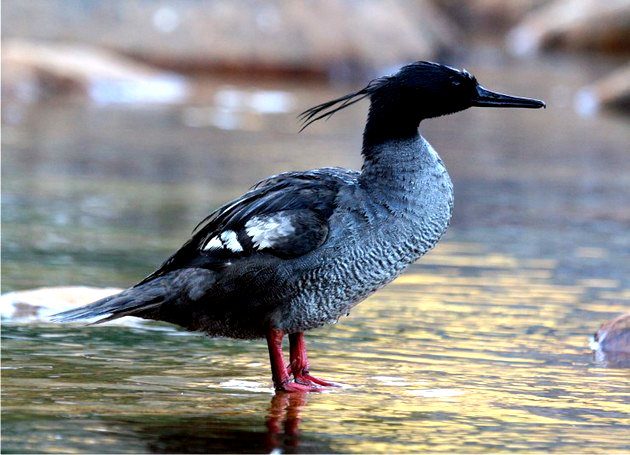 Animais do Cerrado - Toda Matéria