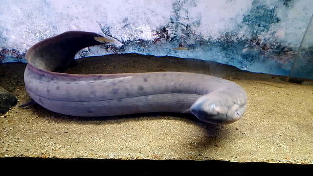 Respiração pulmonar: resumo e exemplos - Toda Matéria