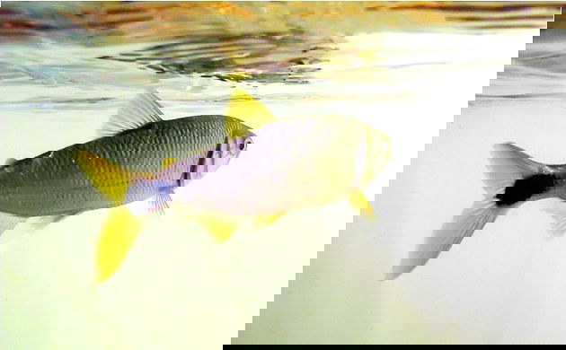 Animais do Cerrado - Toda Matéria