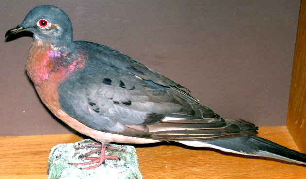 Conheça uma lista de animais já extintos - Toda Matéria