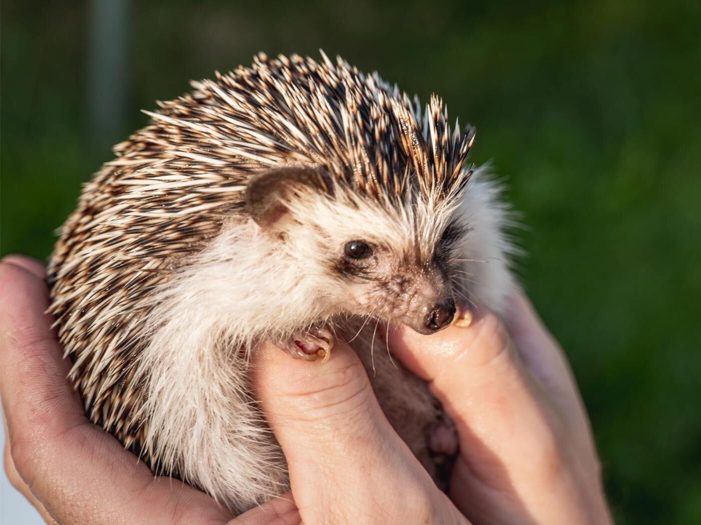Porco-espinho: espécies, características e habitat - Toda Matéria