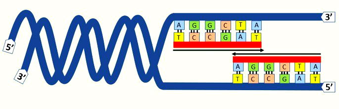 Replicação (duplicação) do DNA: o que é, processo e exercícios - Toda ...