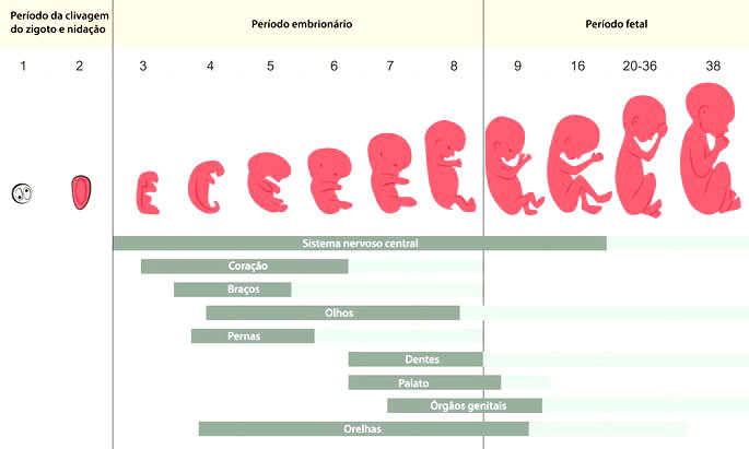 Desenvolvimento Embrionário Humano - Toda Matéria