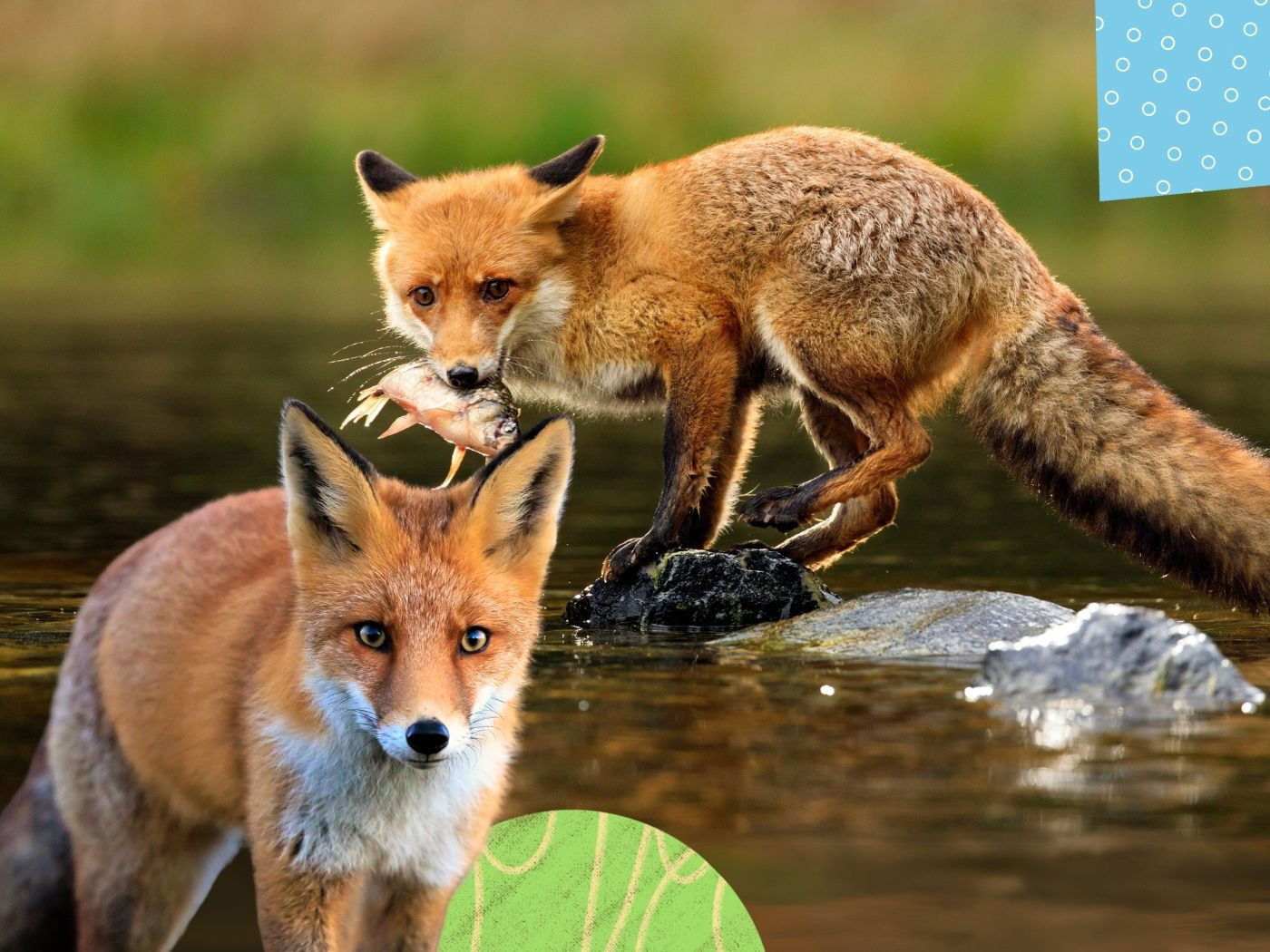 Habitat Das Raposas Vermelhas Raposa | Wiki | Furry Português Amino