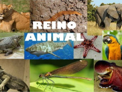 Reino Animalia Filo Nematoda