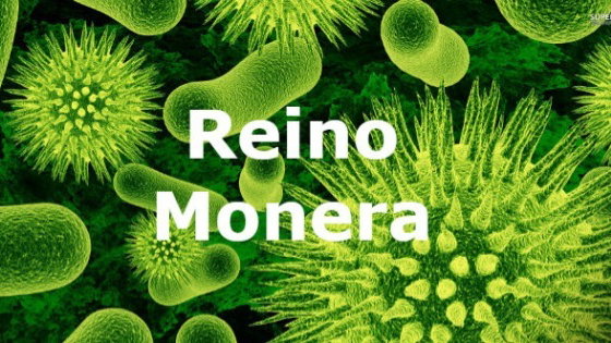 Exemplos De Monera