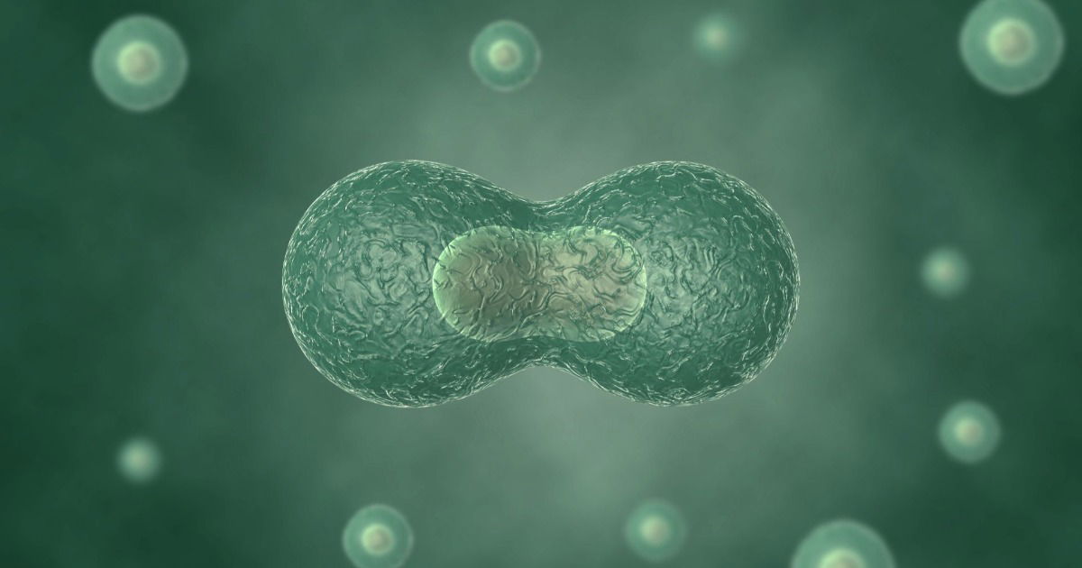 Reprodução assexuada: o que é, como ocorre e tipos - Toda Matéria