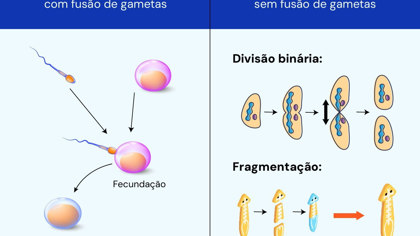 Reproducao Em Seres Humanos Tipos De Reprodução (assexuada E