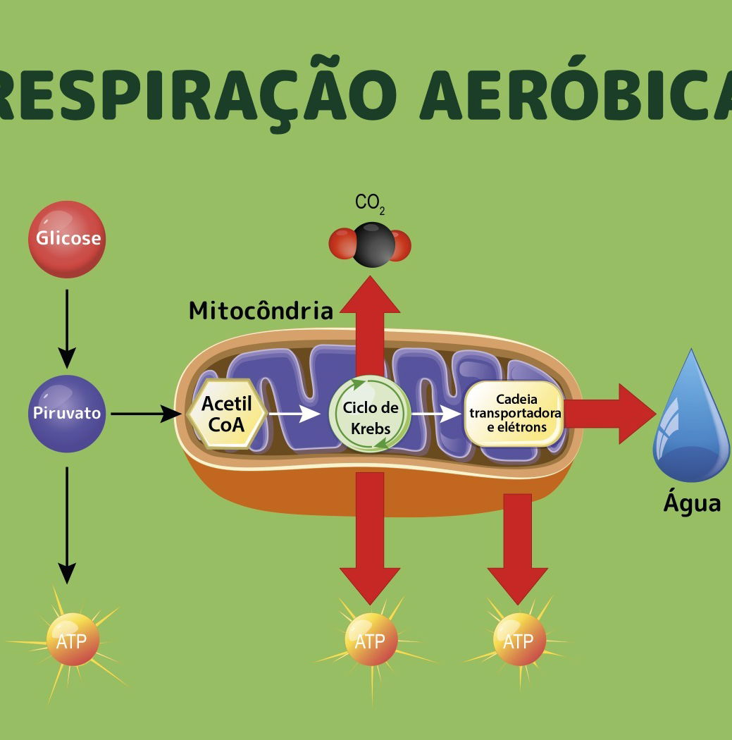 Fotossintese E Respiracao Agua