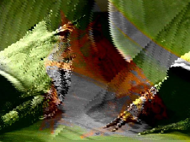 Animais da Amazônia - Toda Matéria