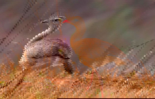 Animais do Cerrado - Toda Matéria