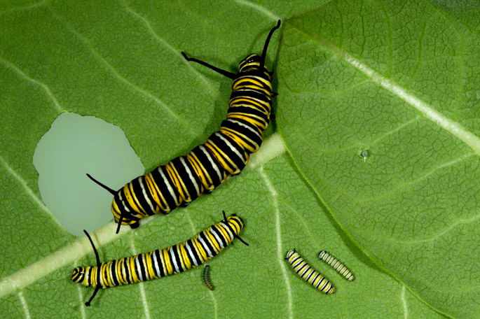 Metamorfose da borboleta: entenda o ciclo, do ovo à fase adulta - Toda ...