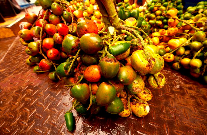 Frutas brasileiras: conheça 20 variedades e suas regiões - Toda Matéria