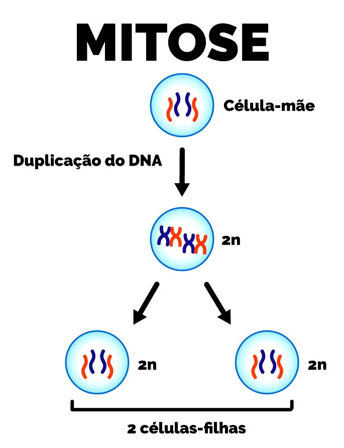 Núcleo celular: o que é e qual sua função - Toda Matéria