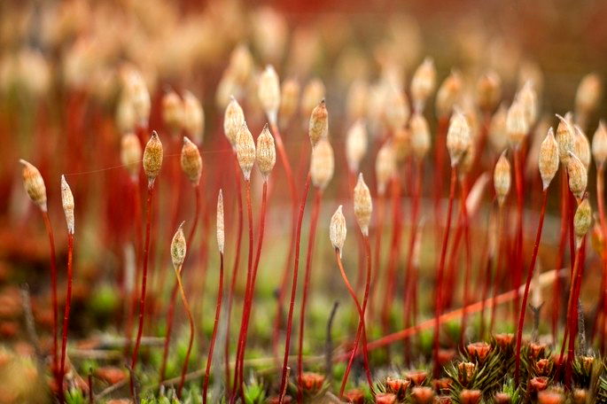 Briófitas: o que são, características e exemplos - Toda Matéria